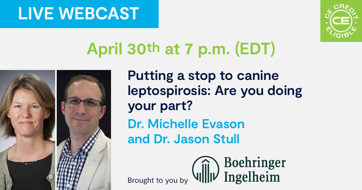Putting a Stop to Canine Leptospirosis: Are You Doing Your Part ...