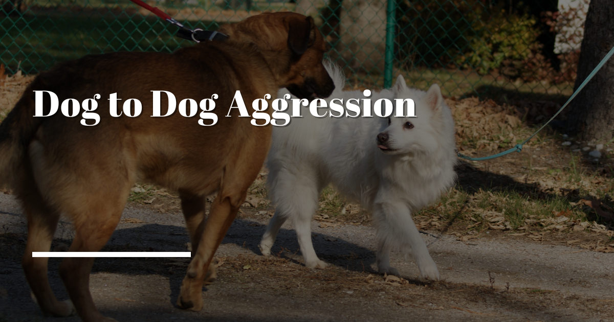 Canine Behaviour - Dog-to-Dog Aggression ONLINE — Ontario Association ...